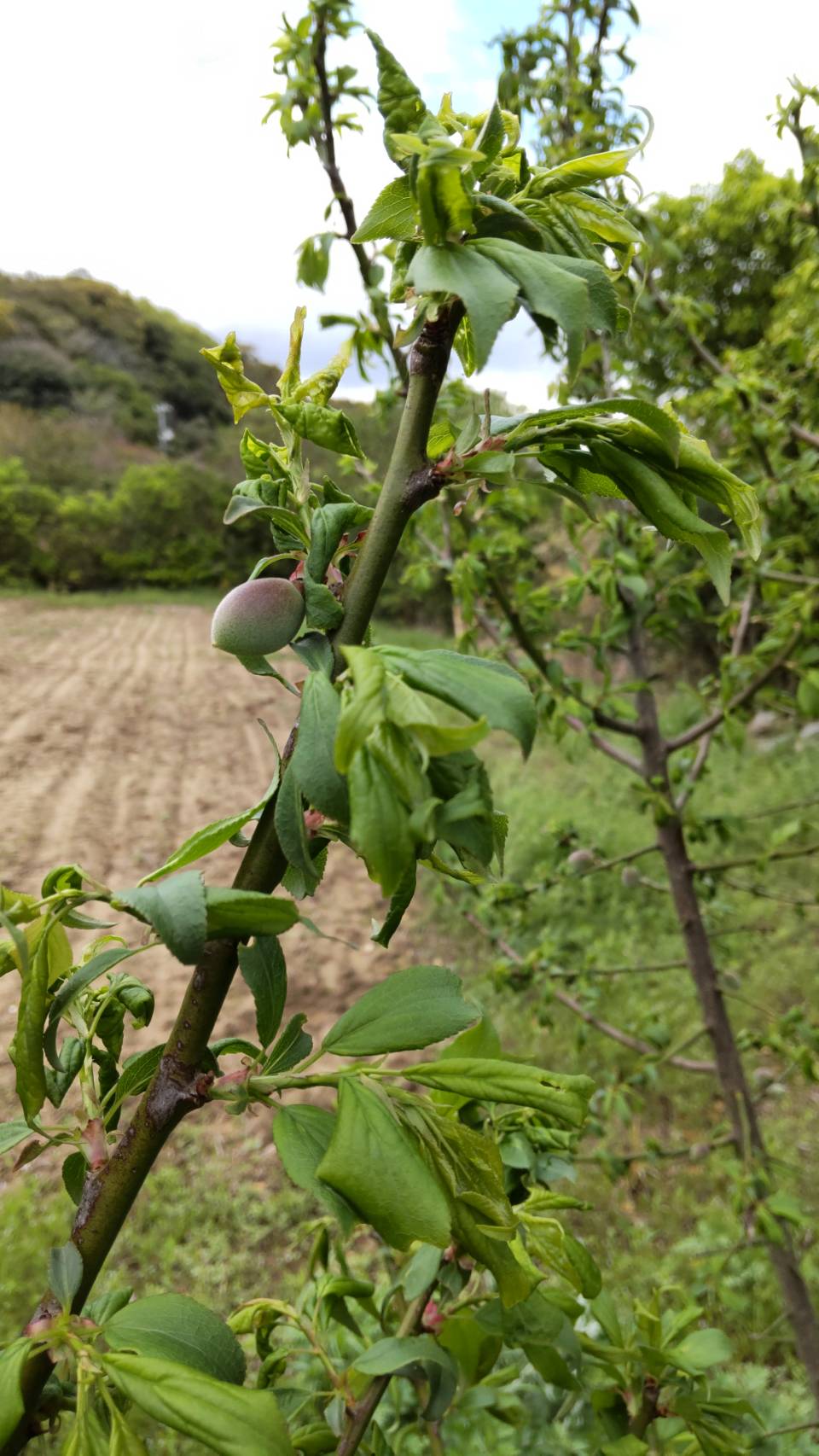 梅がなった！！！！｜うましまCOLOR