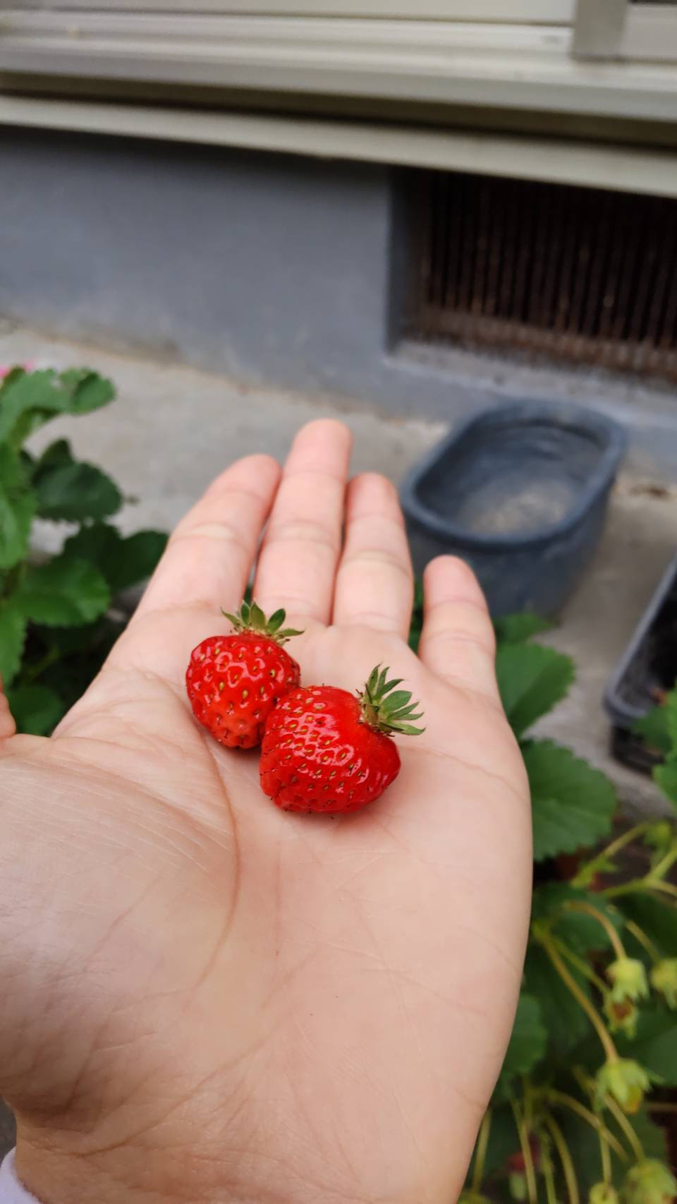 いちごができた！！｜うましまCOLOR